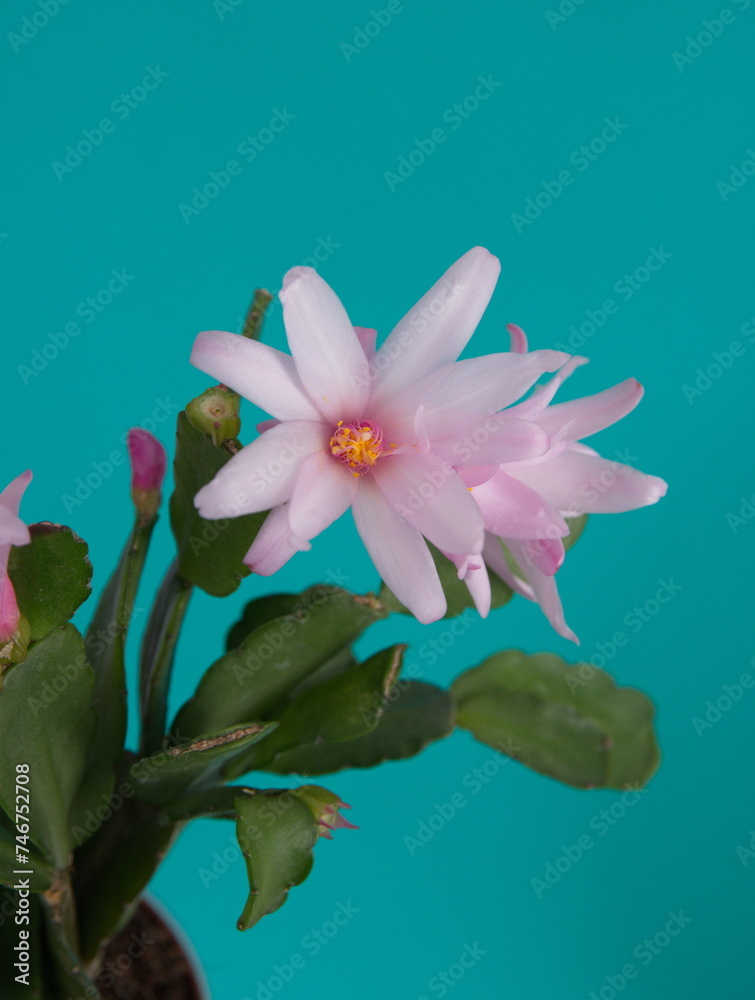Rhipsalidopsis gaertneri in bloom, synonyms Schlumbergera gaertneri and ...