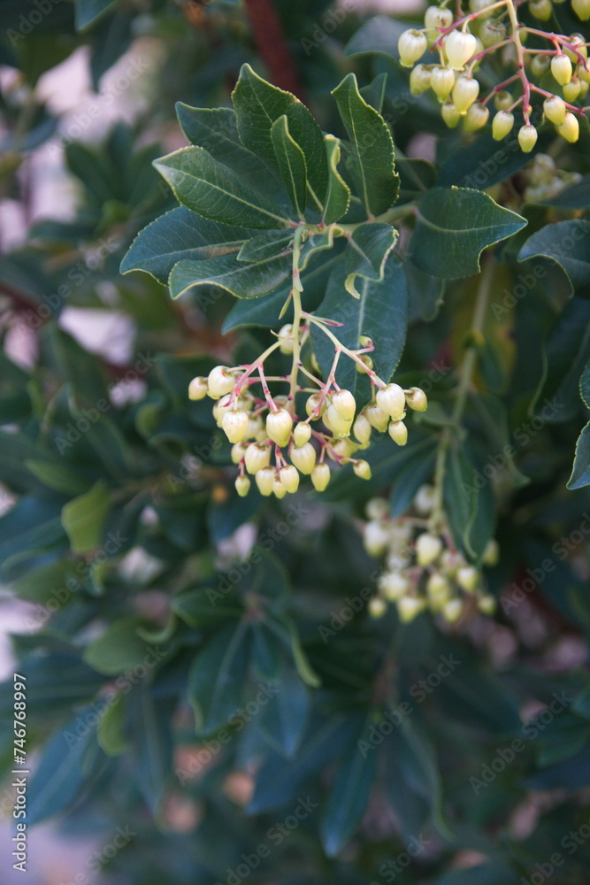 Arbutus unedo, common name "strawberry tree", evergreen shrub or small ...