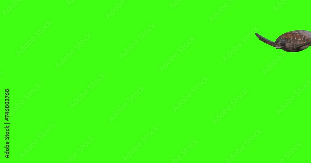 3D realistic turtle undersea swimming with side view animation on a ...