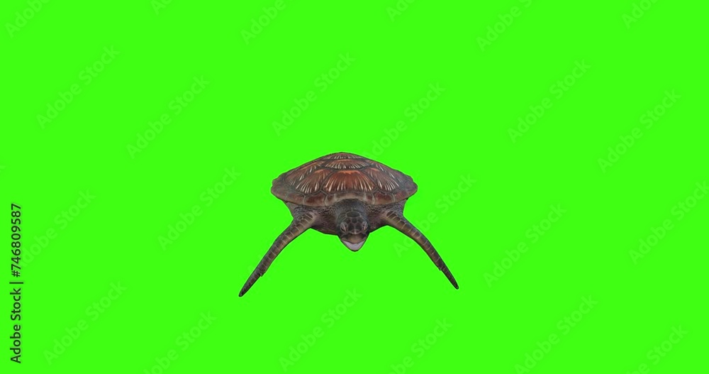 3D realistic turtle undersea swimming with front view animation on a ...