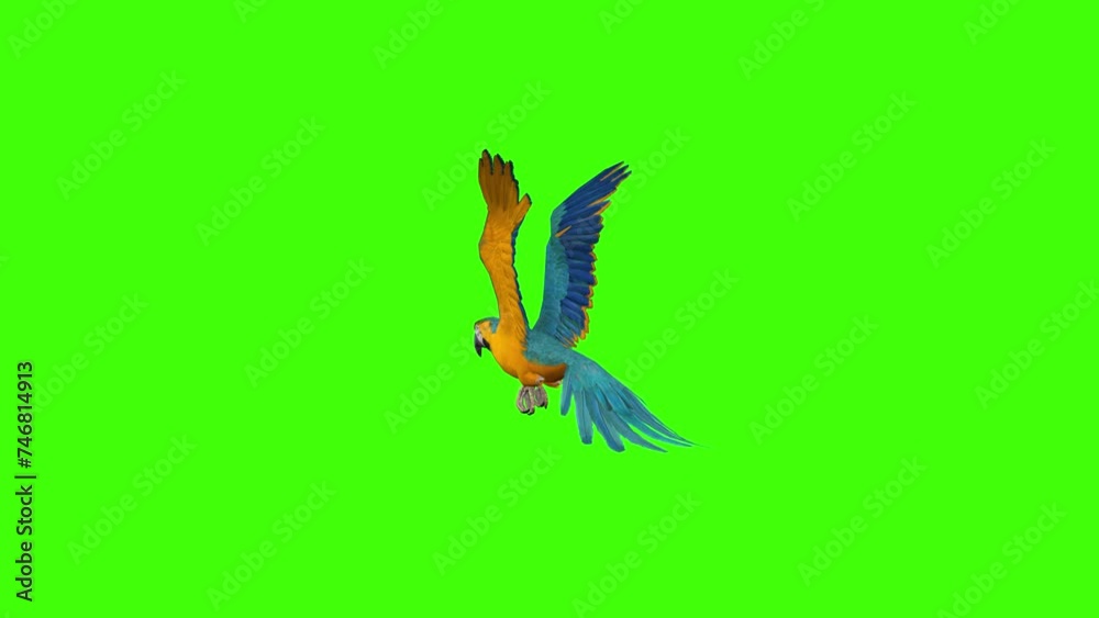 3D realistic 360-degree rotation of a Blue and yellow macaw parrot ...