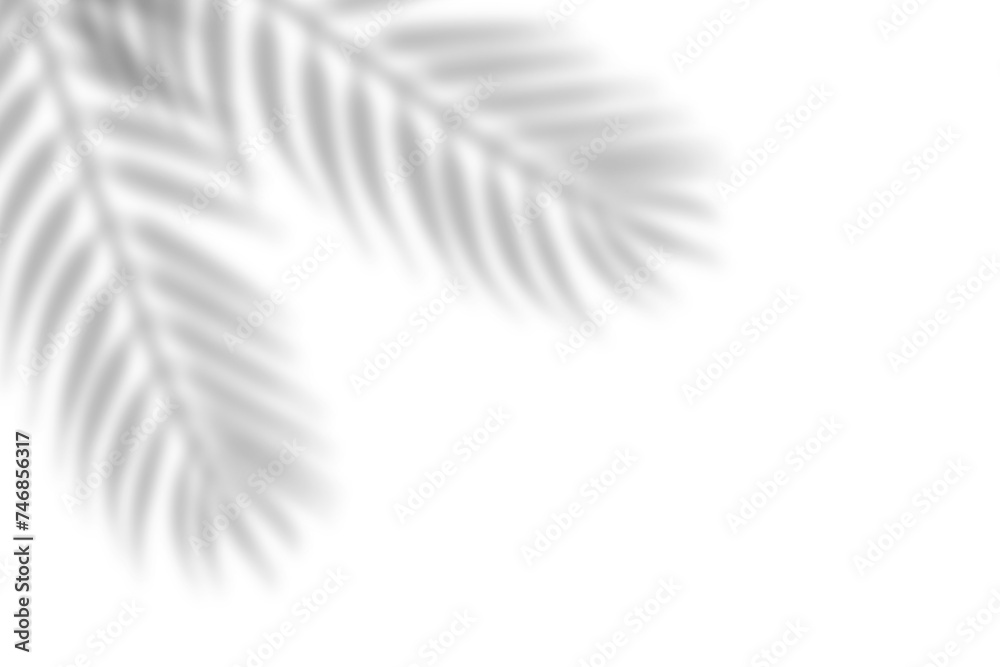 Realistic leaf shadow overlay effect isolated on transparent background ...