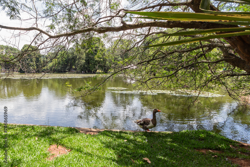 SÃO PAULO, SP, BRAZIL - FEBRUARY 10, 2024: Goose with the beautiful ...