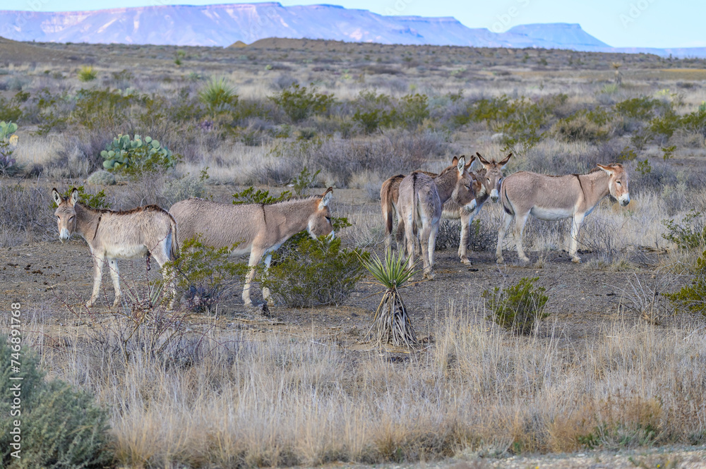 Wild donkeys stand in a field just outside of Big Bend National Park ...