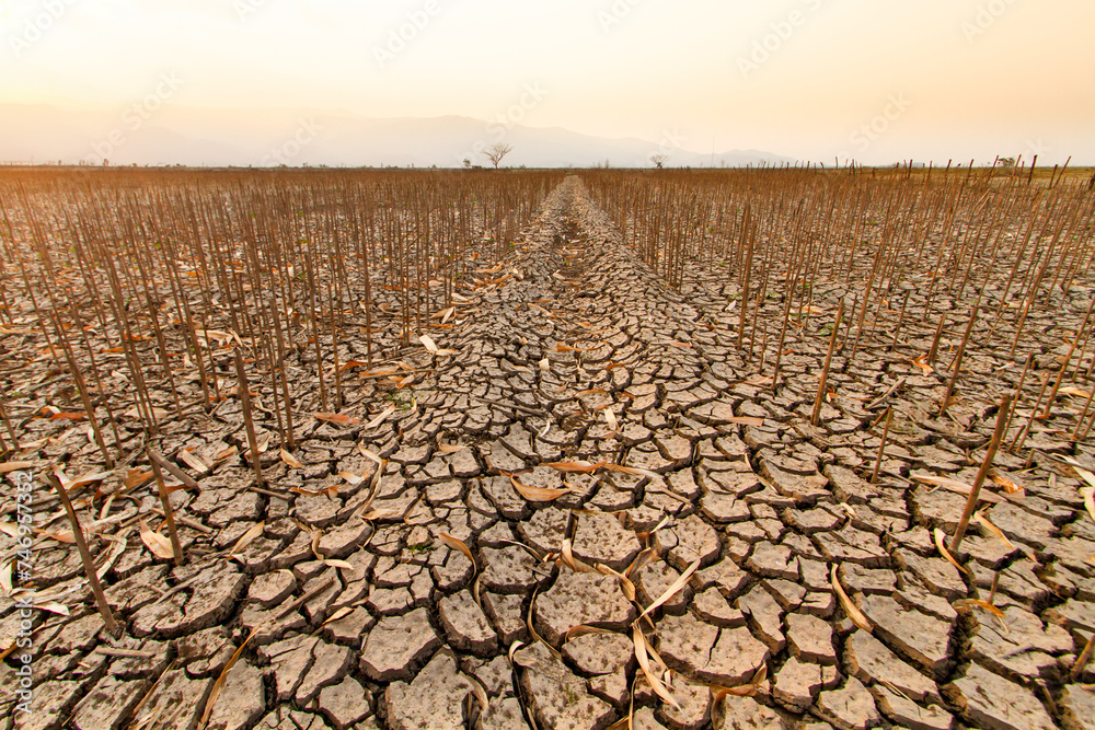 Dead corn under an orange sky, capturing the eerie silence of a once ...