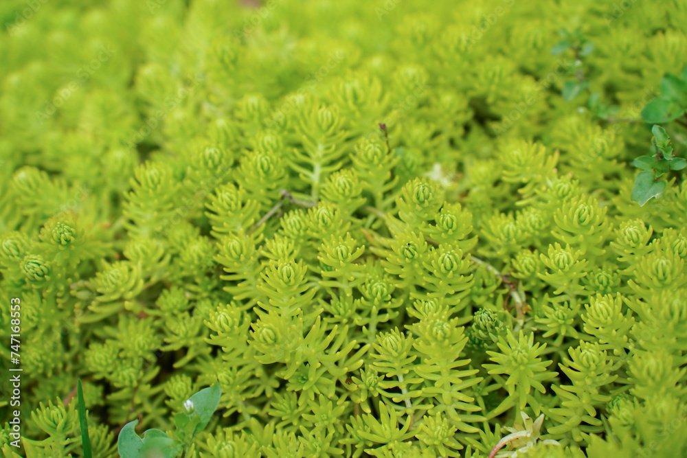 Natural background of small Sedum lineare, carpet sedum. Succulents ...