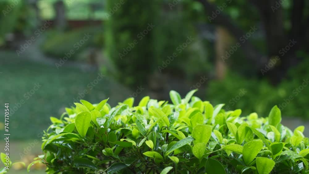 Discover serene beauty of Asia's tropical gardens with this glimpse ...