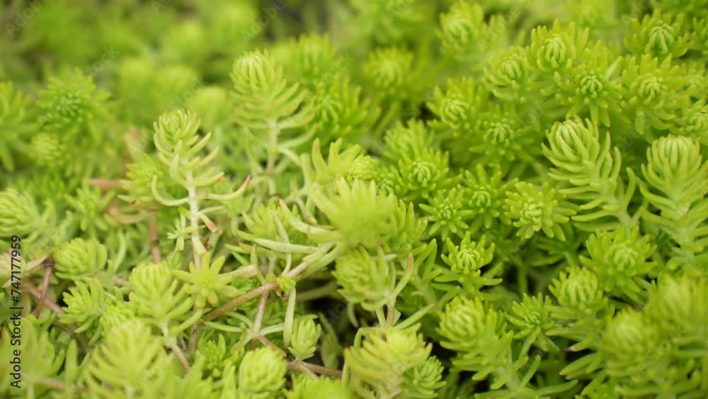 Natural background of small Sedum lineare, carpet sedum. Succulents plants. The leaves are green ...