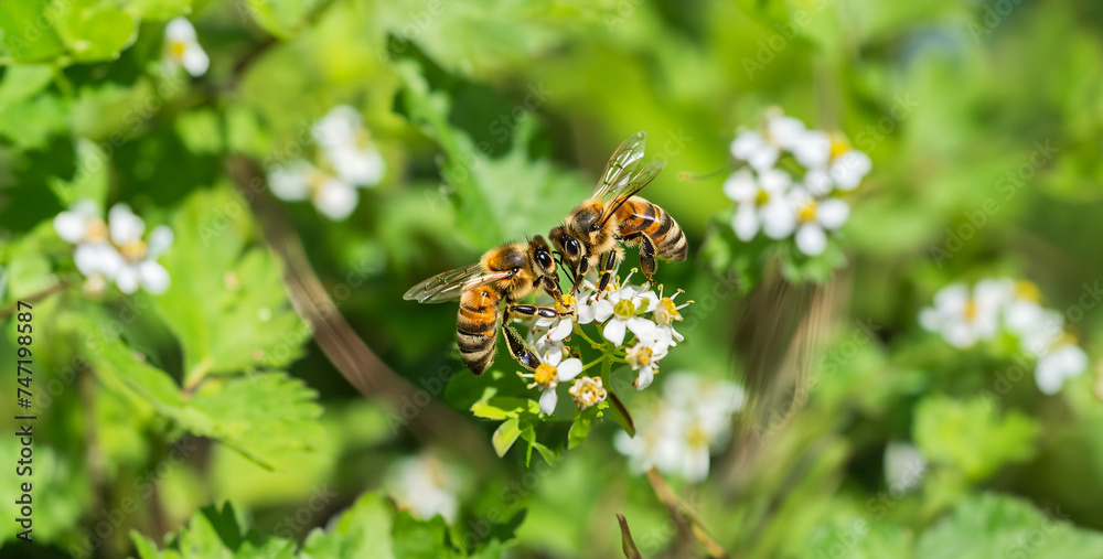 Bee Communication Two bees perform a waggle dance to communicate the ...