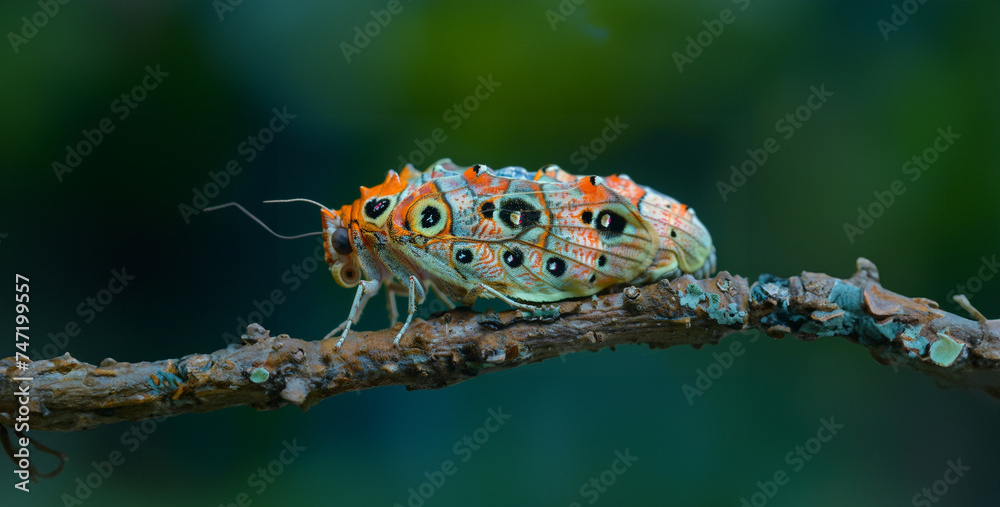 butterfly on leaf, Butterfly Birth Transformation A caterpillar emerges ...