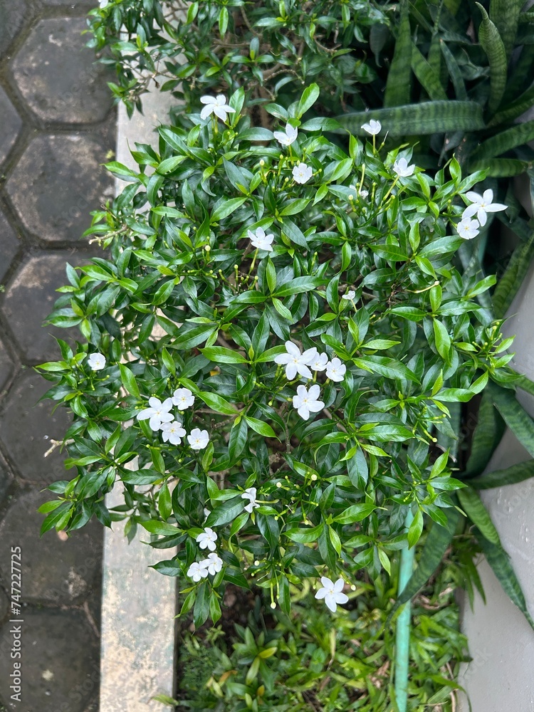 Rombusa flower (Tabernaemontana corymbosa) is a species of flower from ...