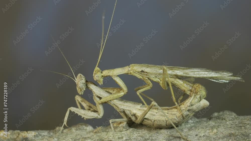 Couple of praying mantis mating on tree branch. The mating process of ...