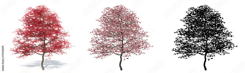 Set or collection of Flowering Dogwood trees, painted, natural and as a ...