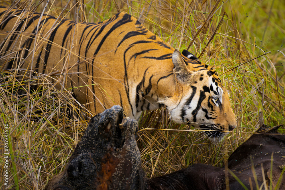 Royal Bengal Tiger named Taru with the carcass of Indian Gaur in the ...