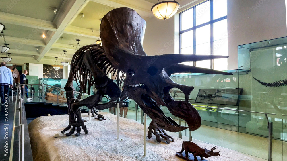 New York, USA; January 23, 2024: Skeleton of the fossil remains of a ...