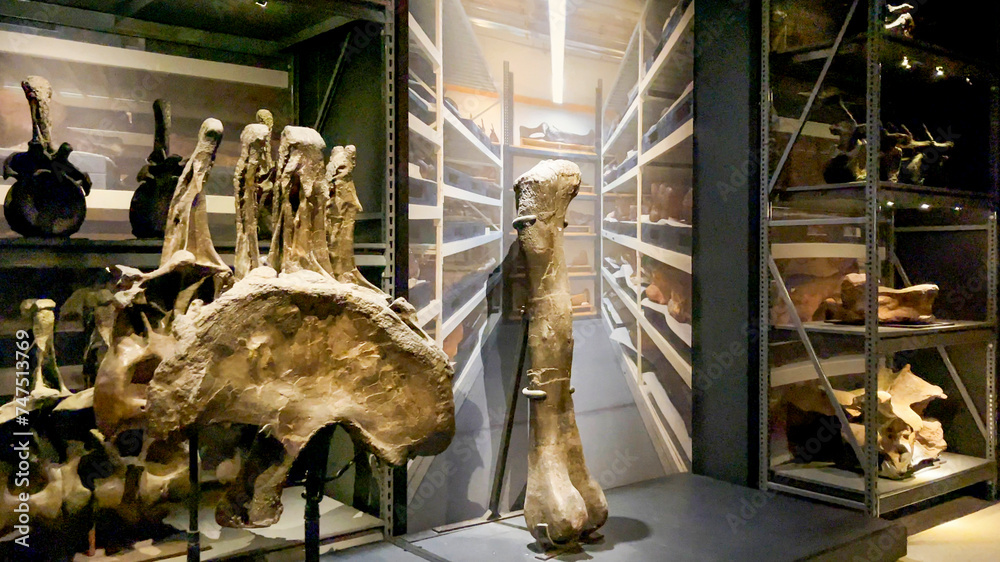 New York, USA; January 10, 2024: Fossil bones of dinosaurs and extinct ...