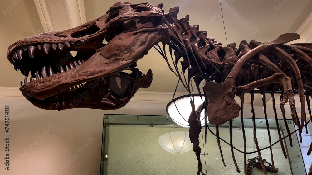 New York, USA; January 10, 2024: Fantastic body fossils at the American ...