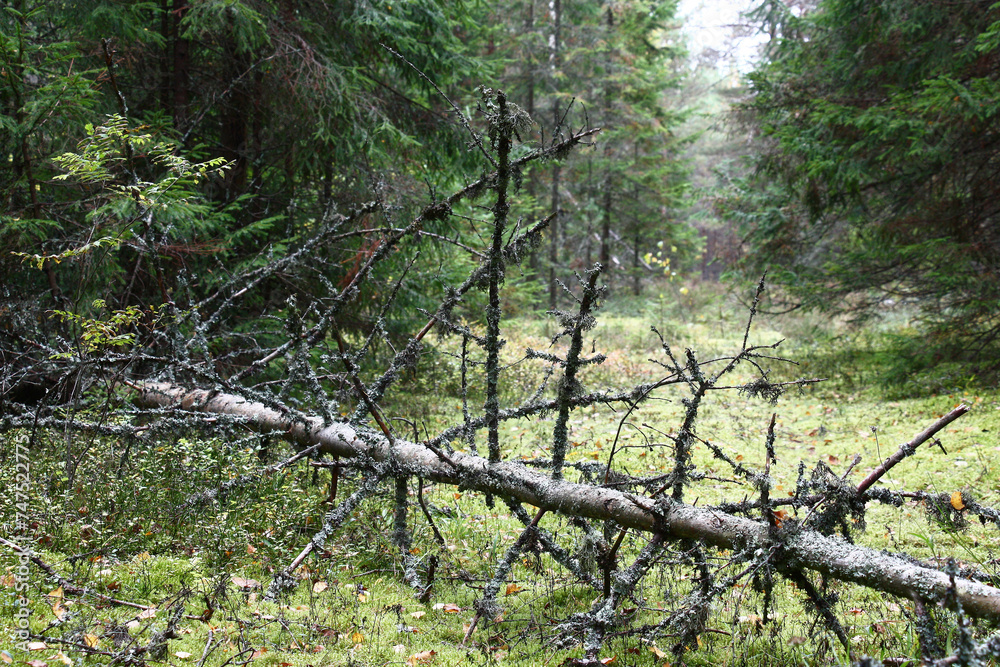 The fallen dry tree overgrown with a lichen lies on a forest glade. A ...