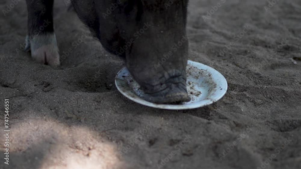 An intimate glimpse of a pig engaged in feeding, with its snout ...
