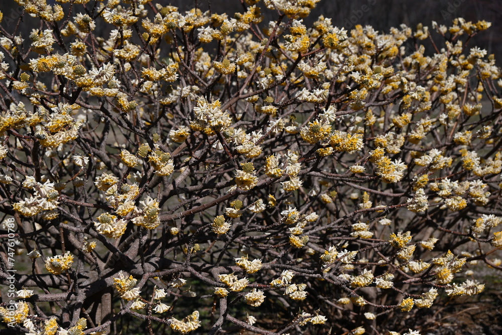 Oriental paperbush flowers. Thymelaeaceae deciduous shrub. It blooms ...