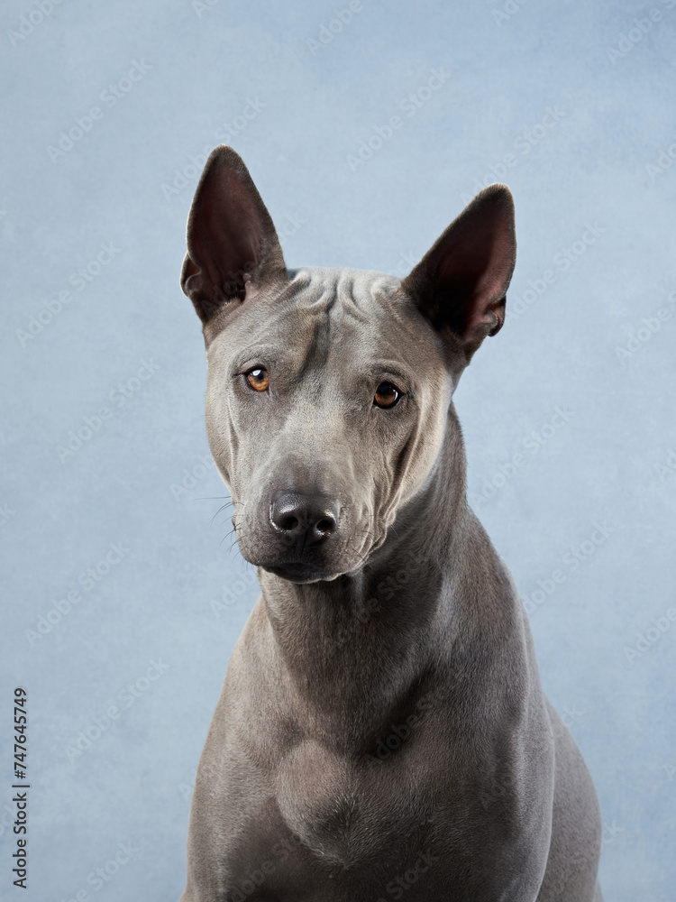 majestic Thai Ridgeback displays its unique features, soft blue ...
