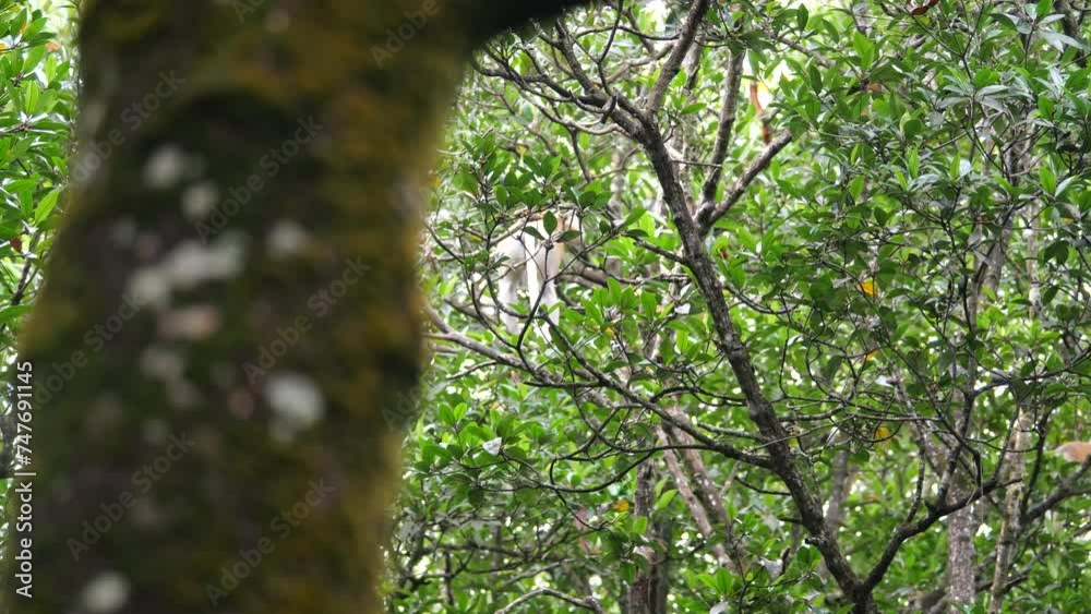 proboscis monkey (Nasalis larvatus) is sitting on a tree. Proboscis ...