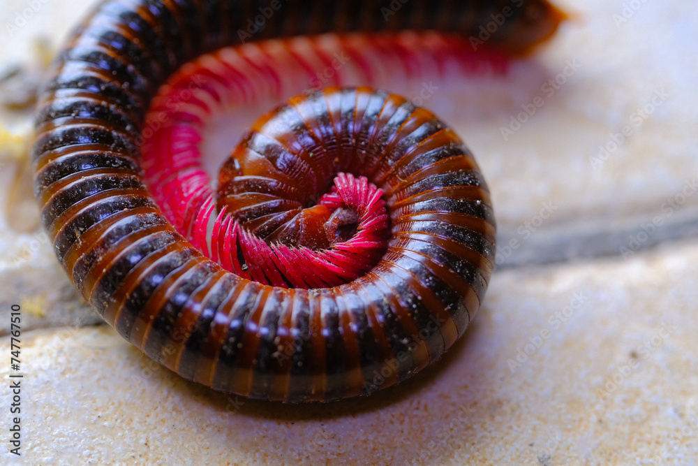 Stockfoto med beskrivningen Animal Photography. Animal Closeup. Macro ...