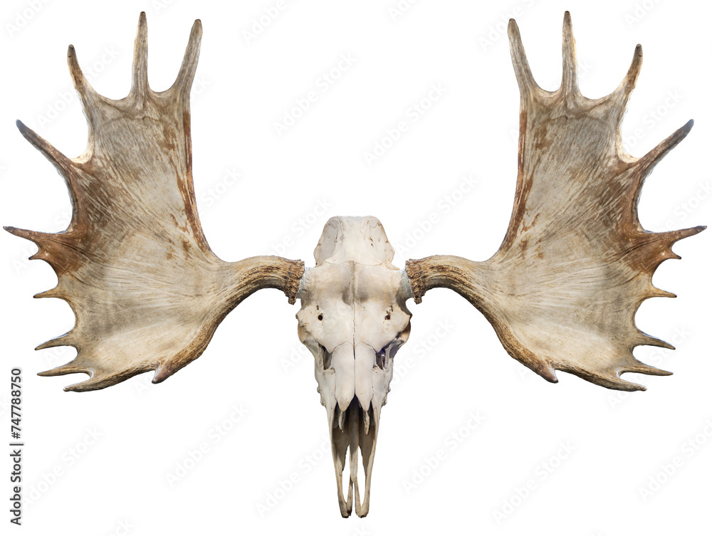 Moose horns and Moose Skull isolated on white background, Moose horns ...