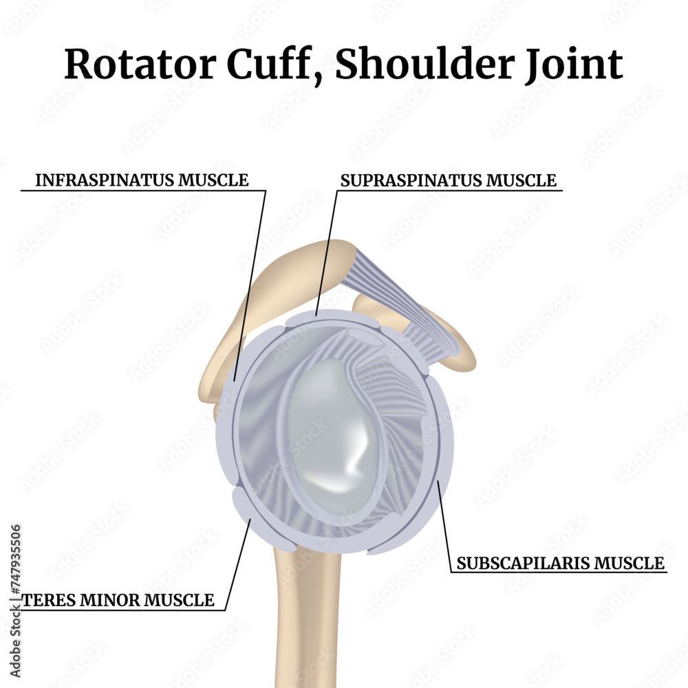 Anatomy of the clavicular cavity and ligaments. 3d rendering of a bone ...