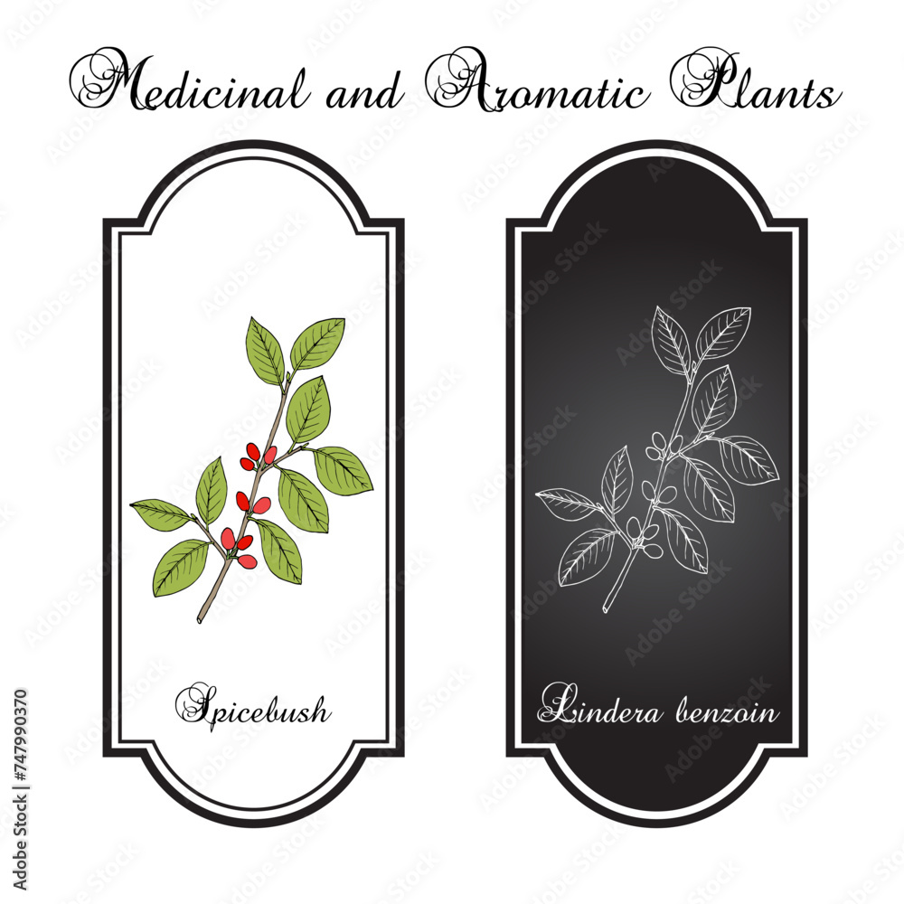 Spicebush (Lindera benzoin), edible and medicinal plant Stock Vector ...