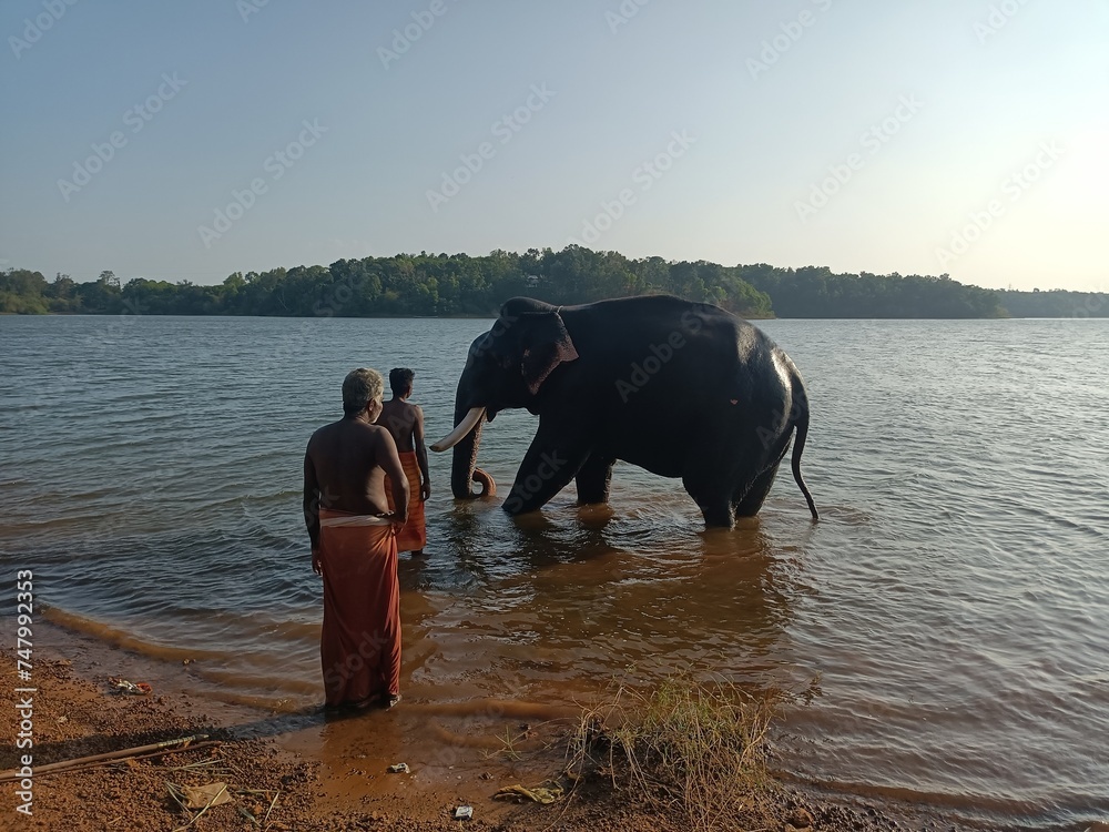 The Indian elephant is one of three extant recognised subspecies of the ...