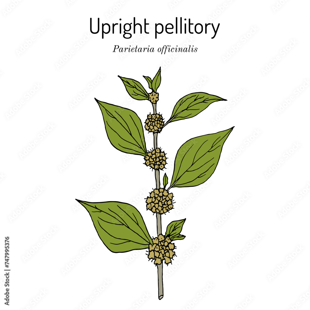 Upright pellitory or eastern pellitory-of-the-wall (Parietaria ...