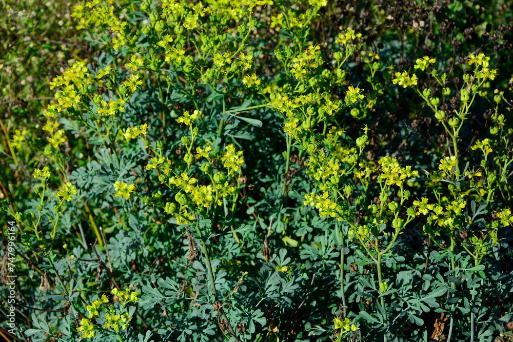 kwitnąca ruta zwyczajna, Ruta graveolens, rue, common rue, herb-of ...