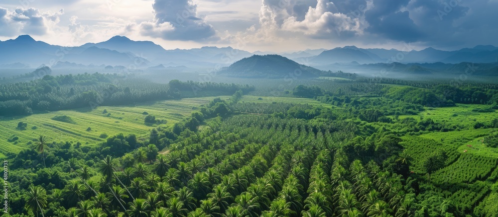 The aerial view shows a dense forest below, stretching out with tall ...