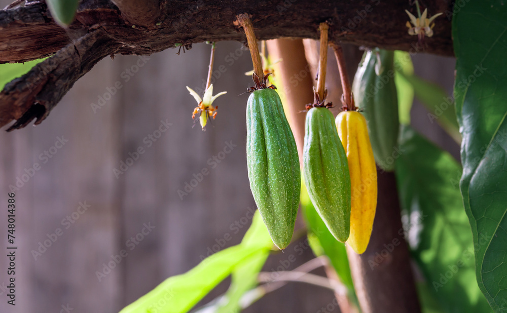 Green small Cacao pods branch with young fruit and blooming cacao ...