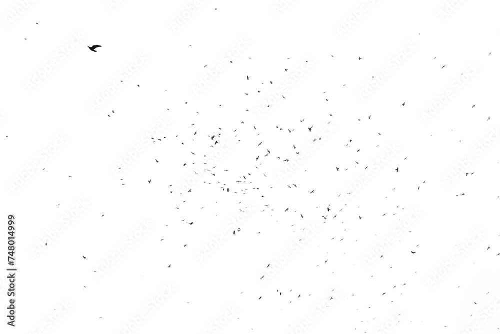 Real photo of flying crows on the white sky hi-res texture for ...
