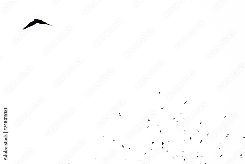 Real photo of flying crows on the white sky hi-res texture for ...