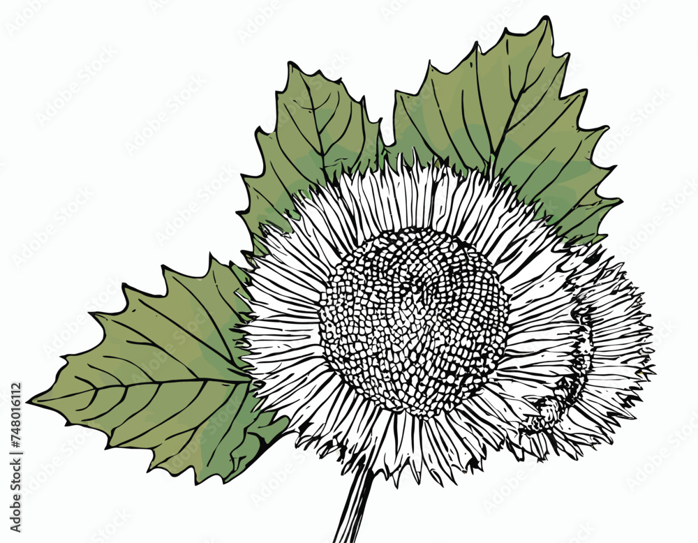 vector drawing burdock, Arctium lappa at white background , hand drawn ...