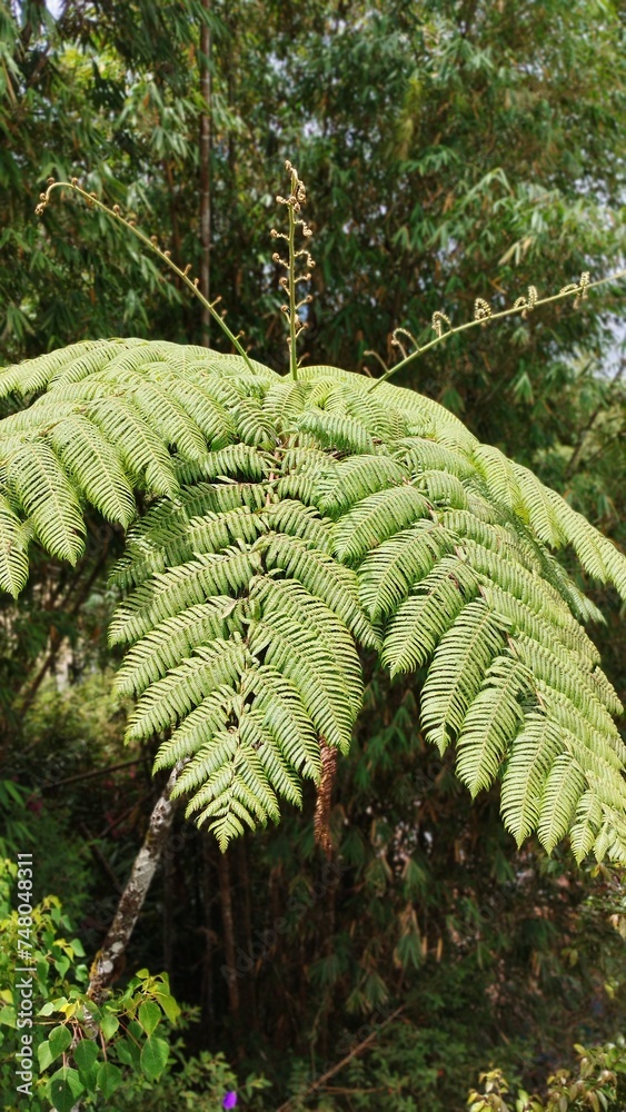 Cyathea contaminans, mountain-tree ferns originating from Southeast ...