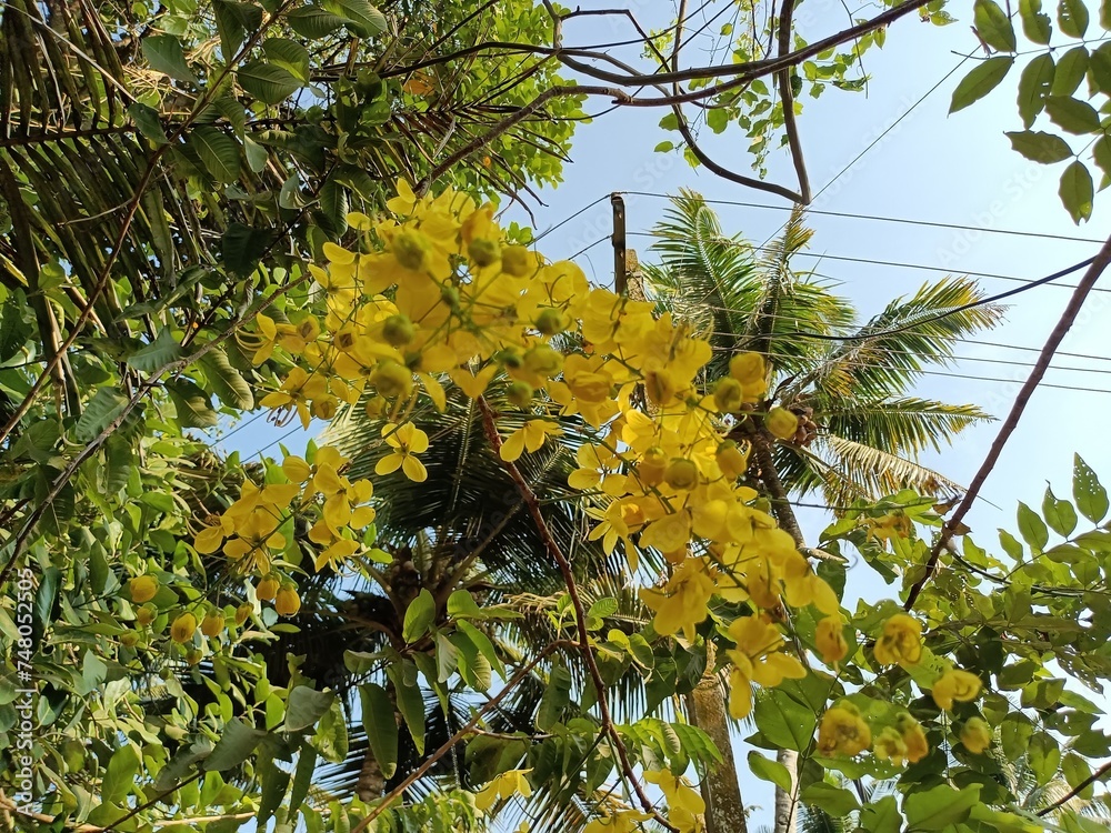 Photo Cassia fistula, also known as golden shower, purging cassia, Indian laburnum, Kani Konna ...