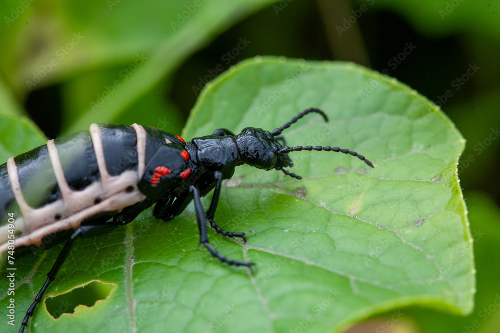 Insect in The Lomas of Lachay is a national natural reserve, one of the ...