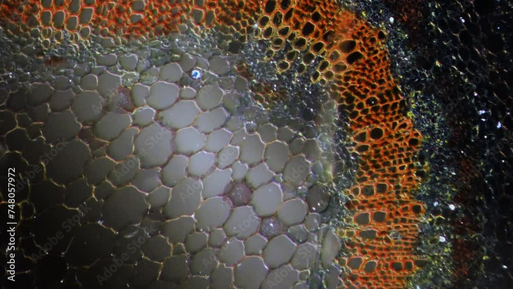 Vascular system of higher plants under microscope. Microbiologists and ...