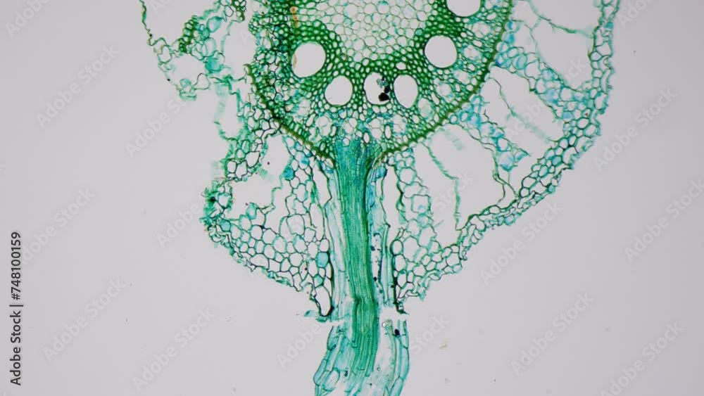 Cross section of corn root under microscope in bright field. 100x times ...