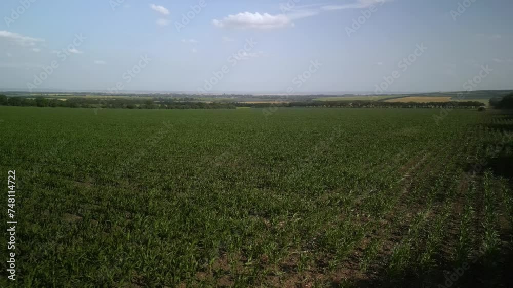 Tractor Fertilizing Corn. Tractor Fertilizing Footage. Aerial View of ...
