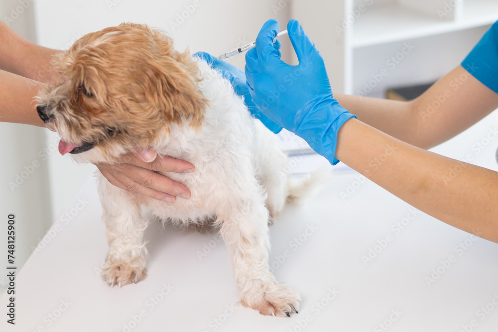 veterinarian is vaccinated for puppy To prevent communicable diseases ...
