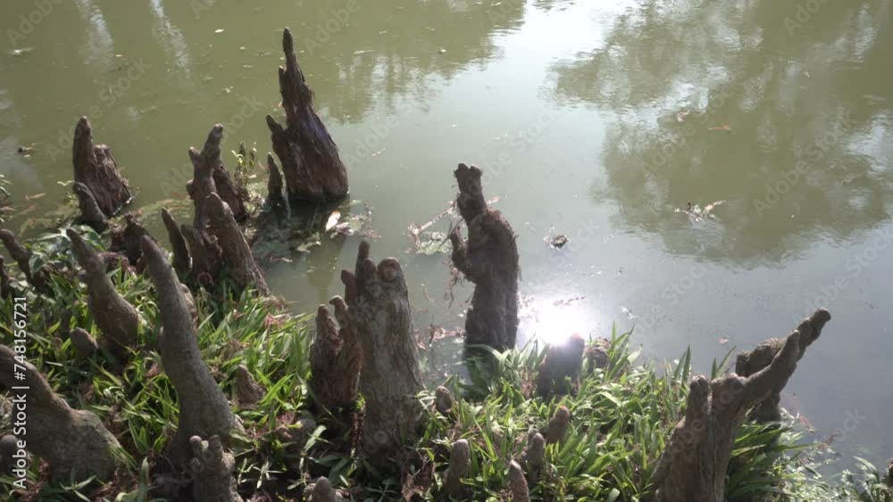 Vidéo Stock Mangrove species above ground roots, called breathing roots ...