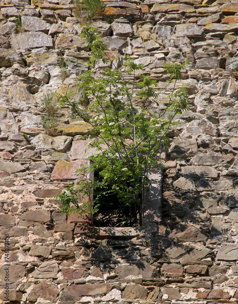 Pioneer tree species growing through the window of an old medieval ...