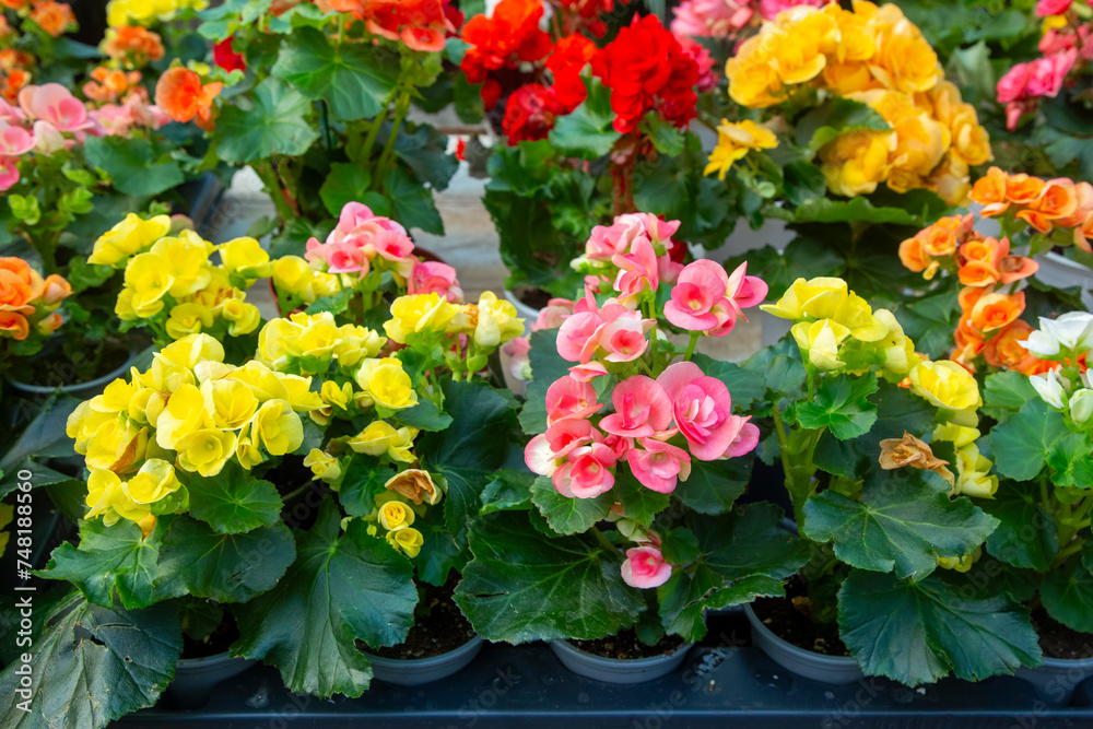 Elatior begonias - Begonia x hiemalis. Flowering plant of begonia ...