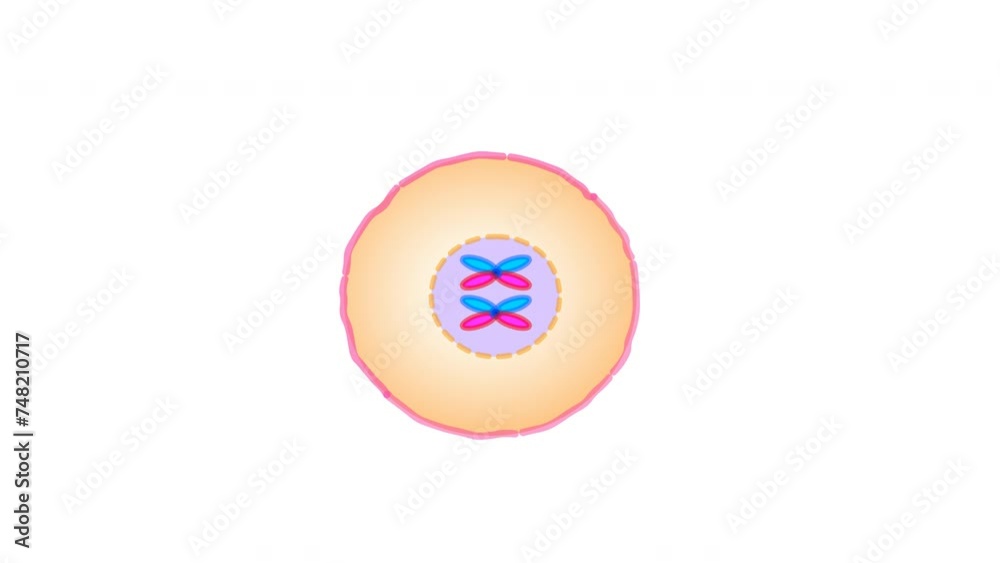Cell division stages diagram. Anaphase, telophase, metaphase, pro ...