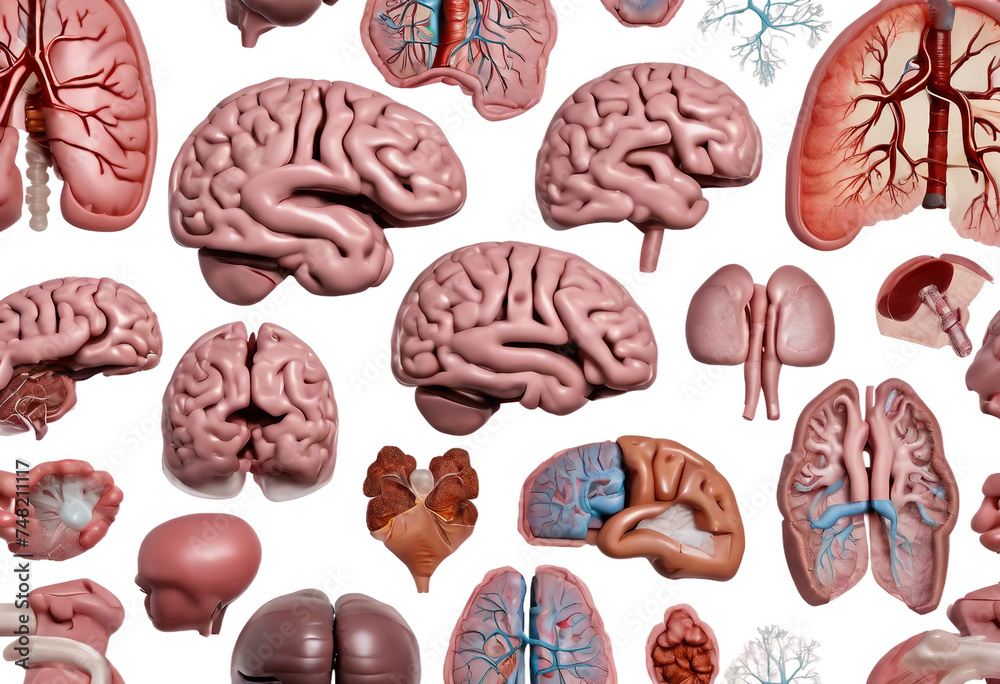 Collection of brain hear and lungs anatomy plastic science miniature ...